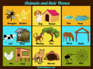 Homes of Animals | 180 Animals and Their Homes