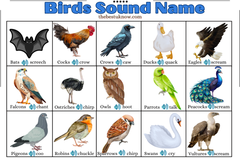 Cries of Birds- 52 Birds Sound Names in English